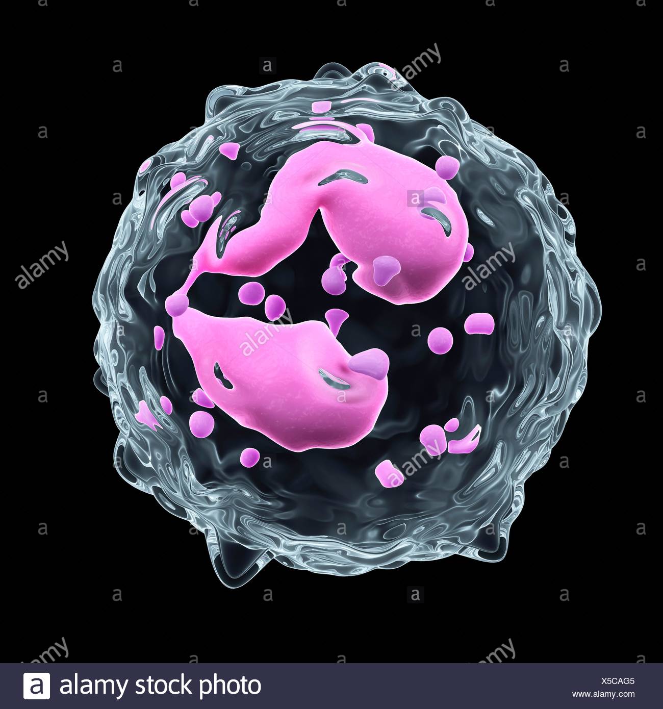 Eosinophil Cell High Resolution Stock Photography and Images - Alamy