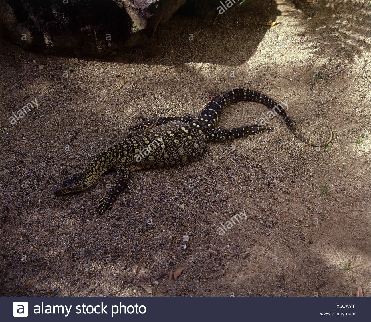 Perentie Varanus Giganteus High Resolution Stock Photography and Images ...
