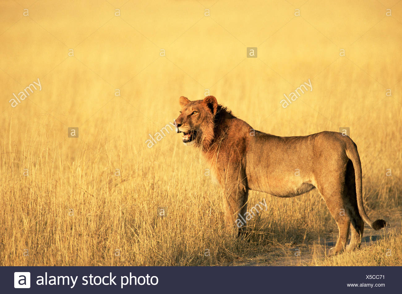 Lion Alone High Resolution Stock Photography and Images - Alamy