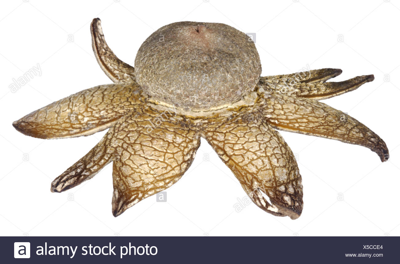 Astraeus Hygrometricus High Resolution Stock Photography and Images - Alamy