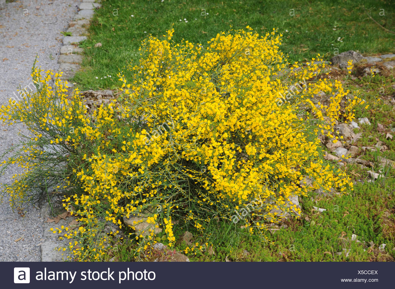 Goldginster High Resolution Stock Photography and Images - Alamy