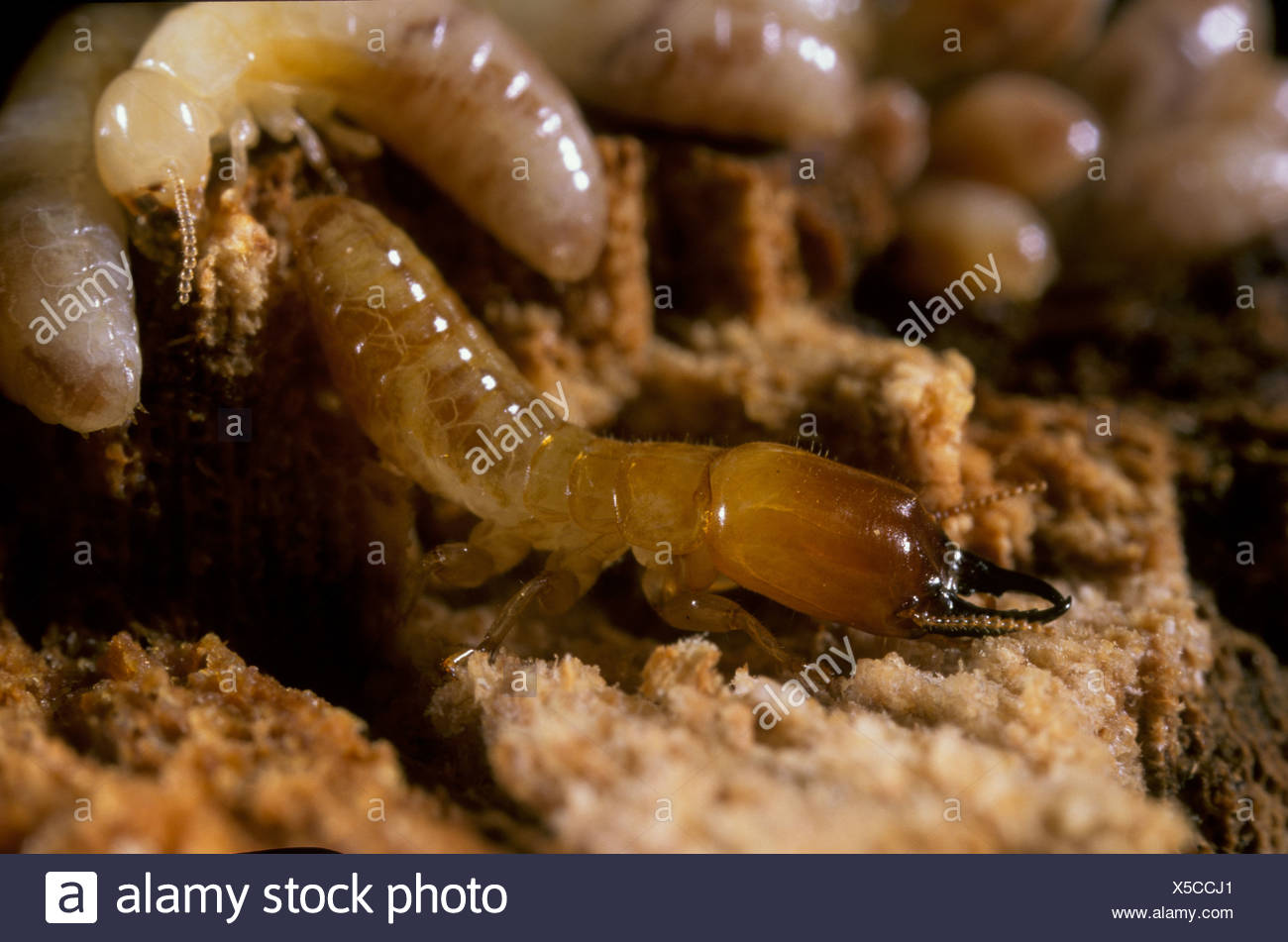 Soldier Termites High Resolution Stock Photography and Images - Alamy