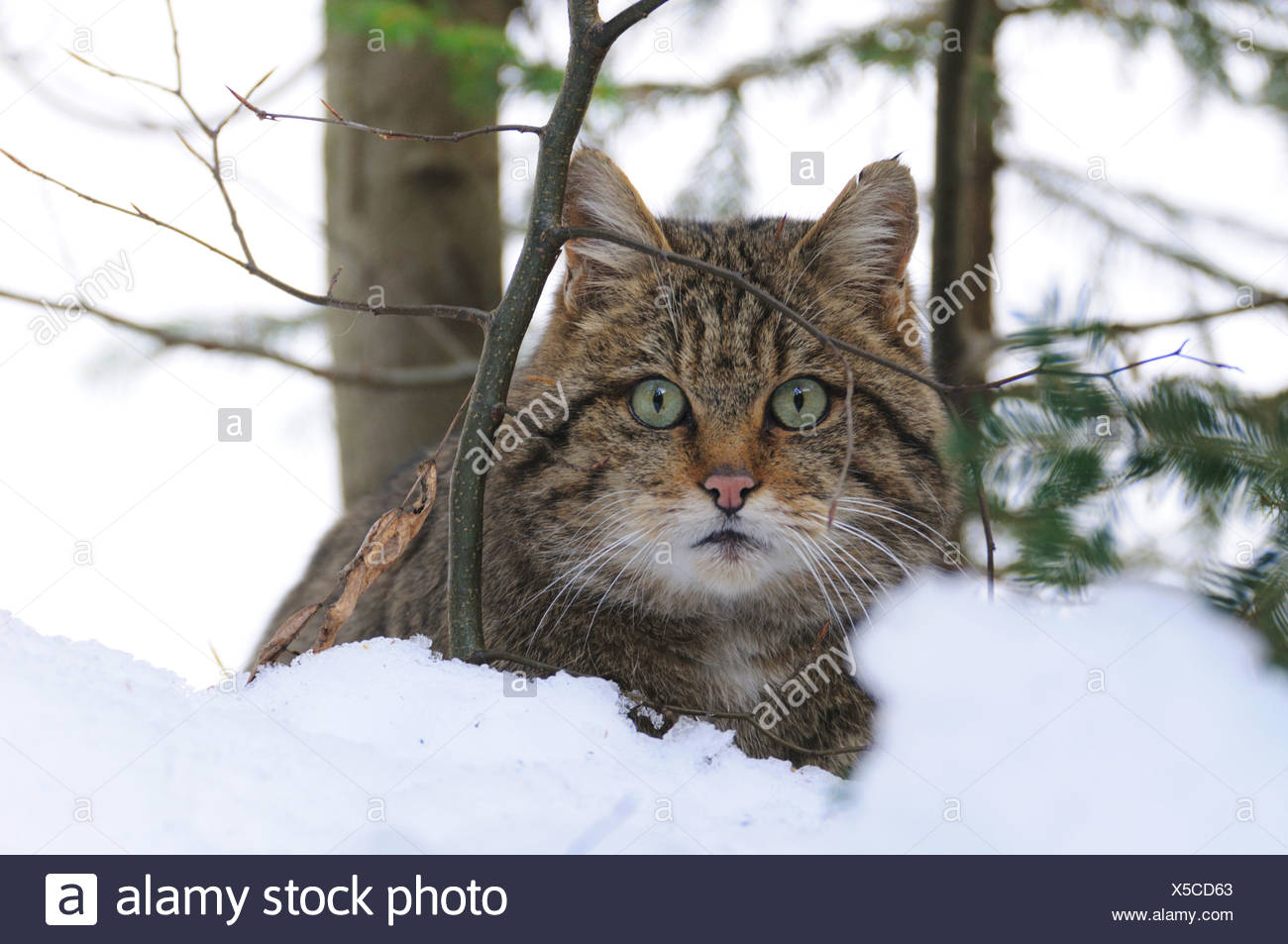 European Wildcat Standing High Resolution Stock Photography and Images ...