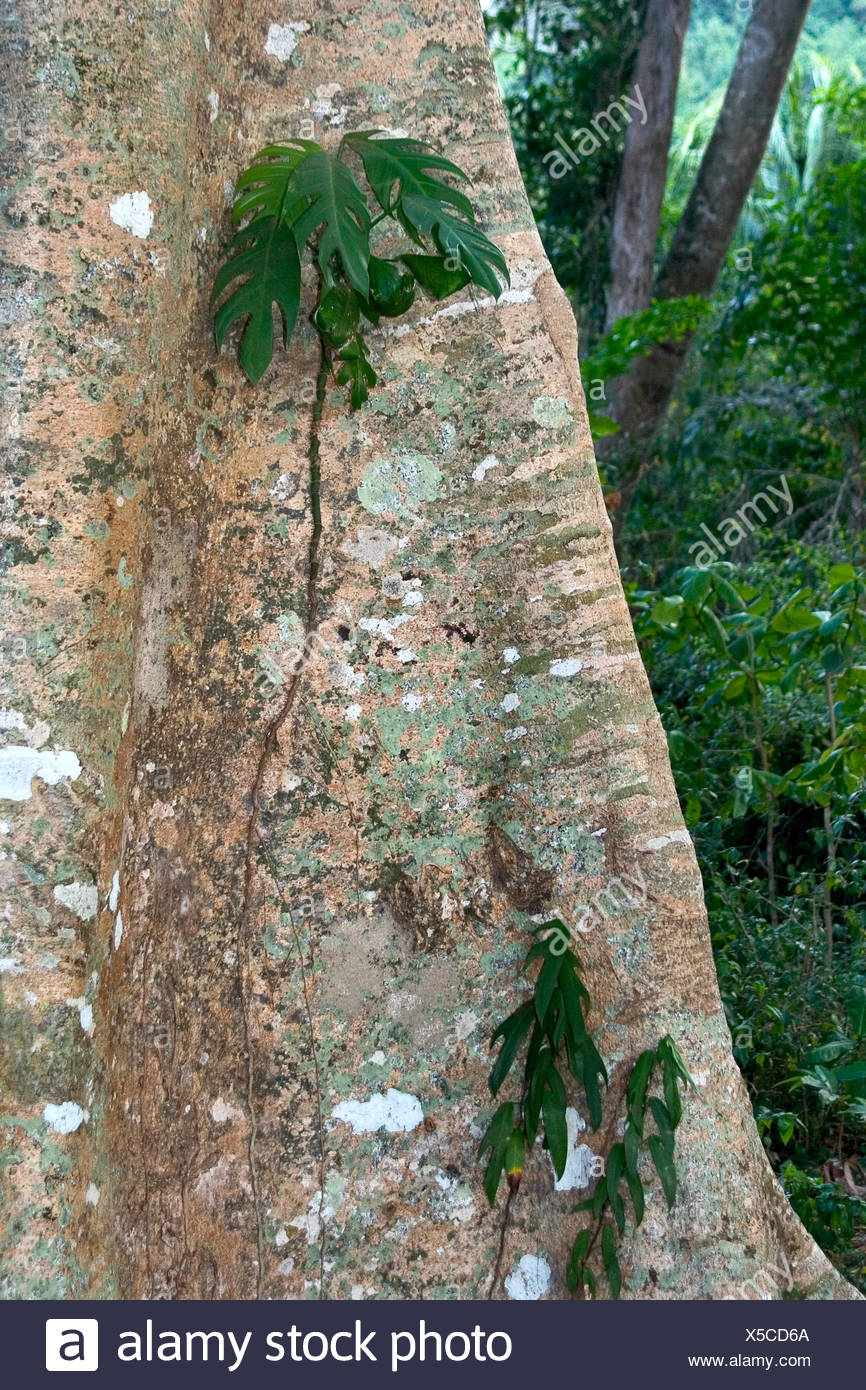 Andaman India Rainforest High Resolution Stock Photography and Images ...