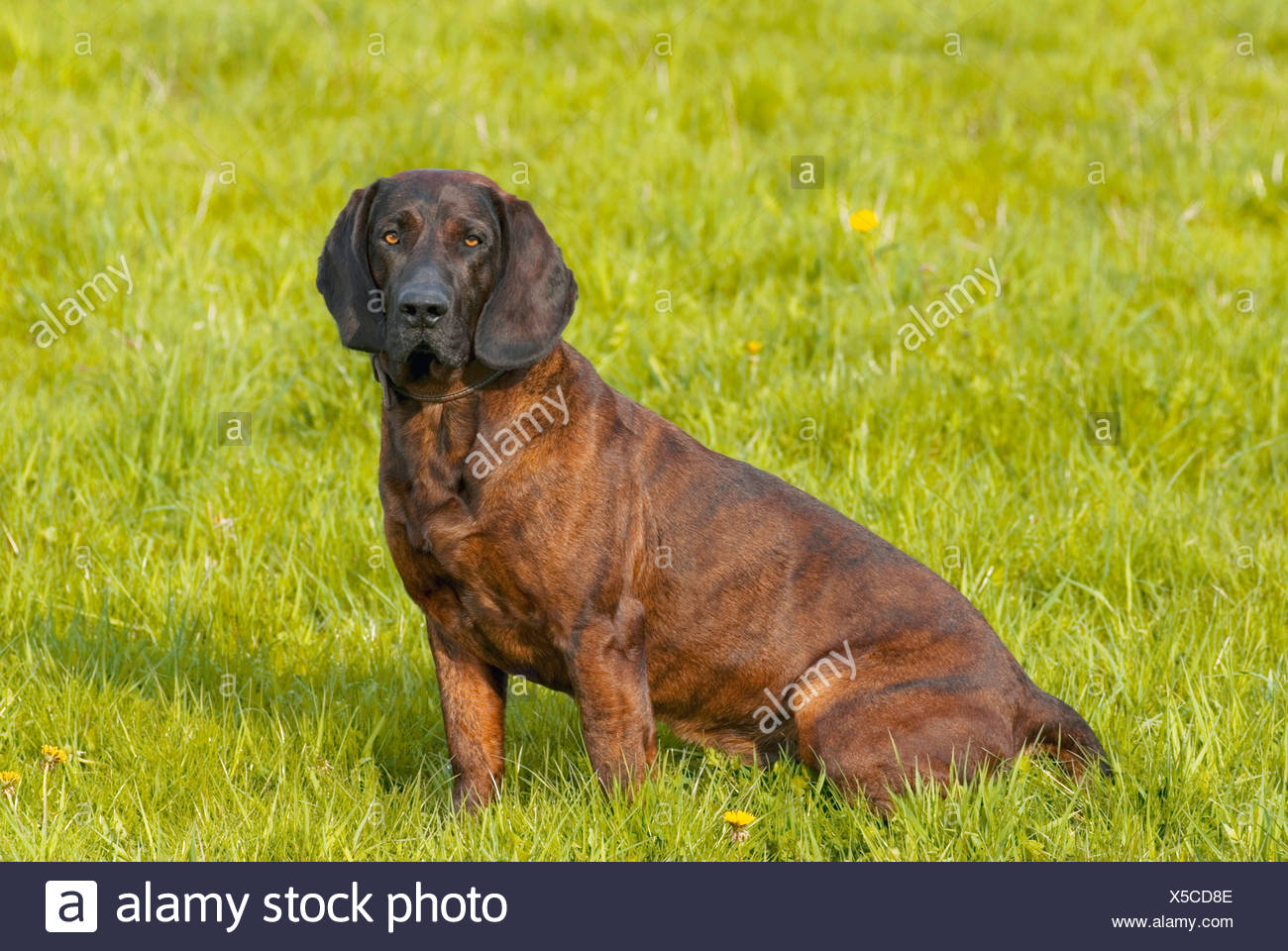 Bavarian Mountain Hounds High Resolution Stock Photography and Images ...