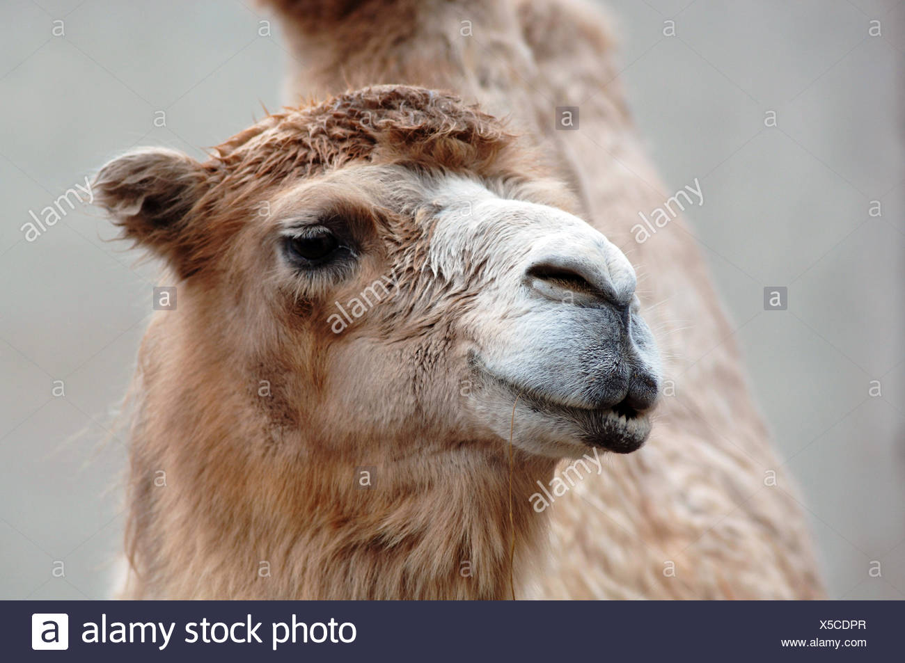Two Humped Camels High Resolution Stock Photography and Images - Alamy