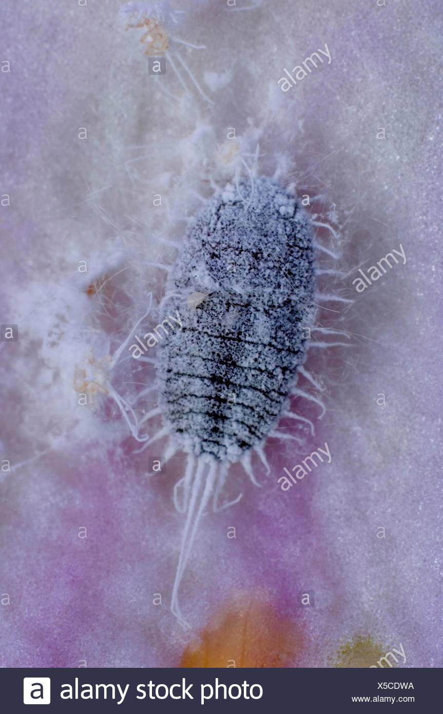 Pseudococcus Citri High Resolution Stock Photography and Images - Alamy