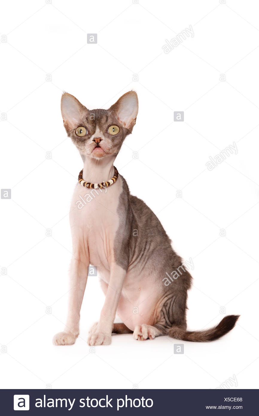 Castrato High Resolution Stock Photography and Images - Alamy