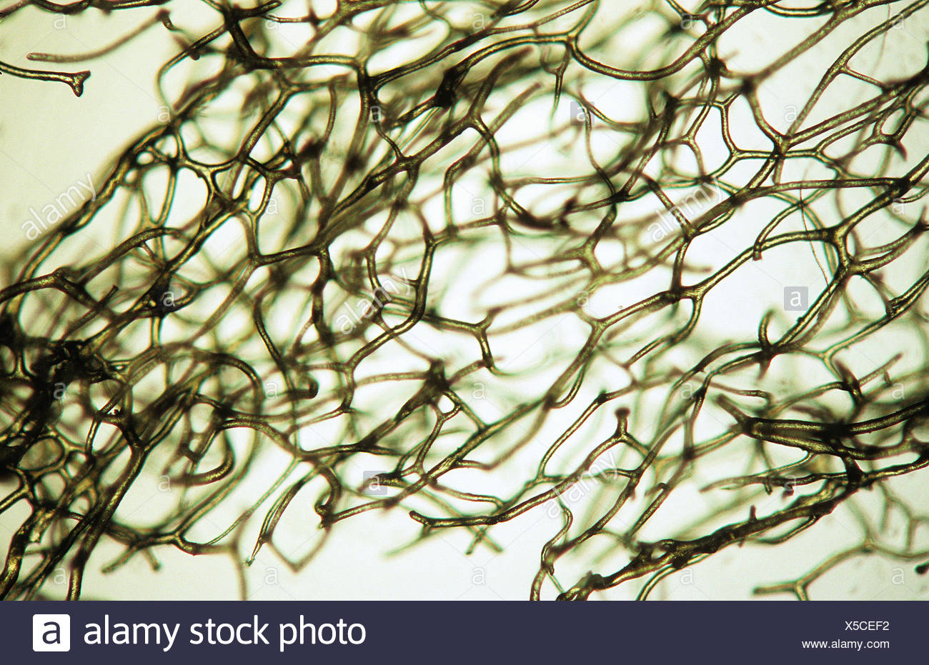 Spongin Stock Photos & Spongin Stock Images - Alamy