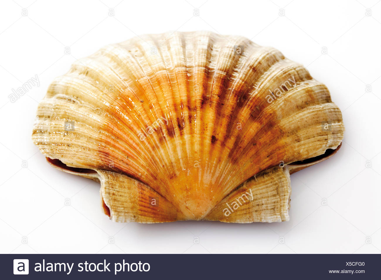 Venus Clam Stock Photos & Venus Clam Stock Images - Alamy