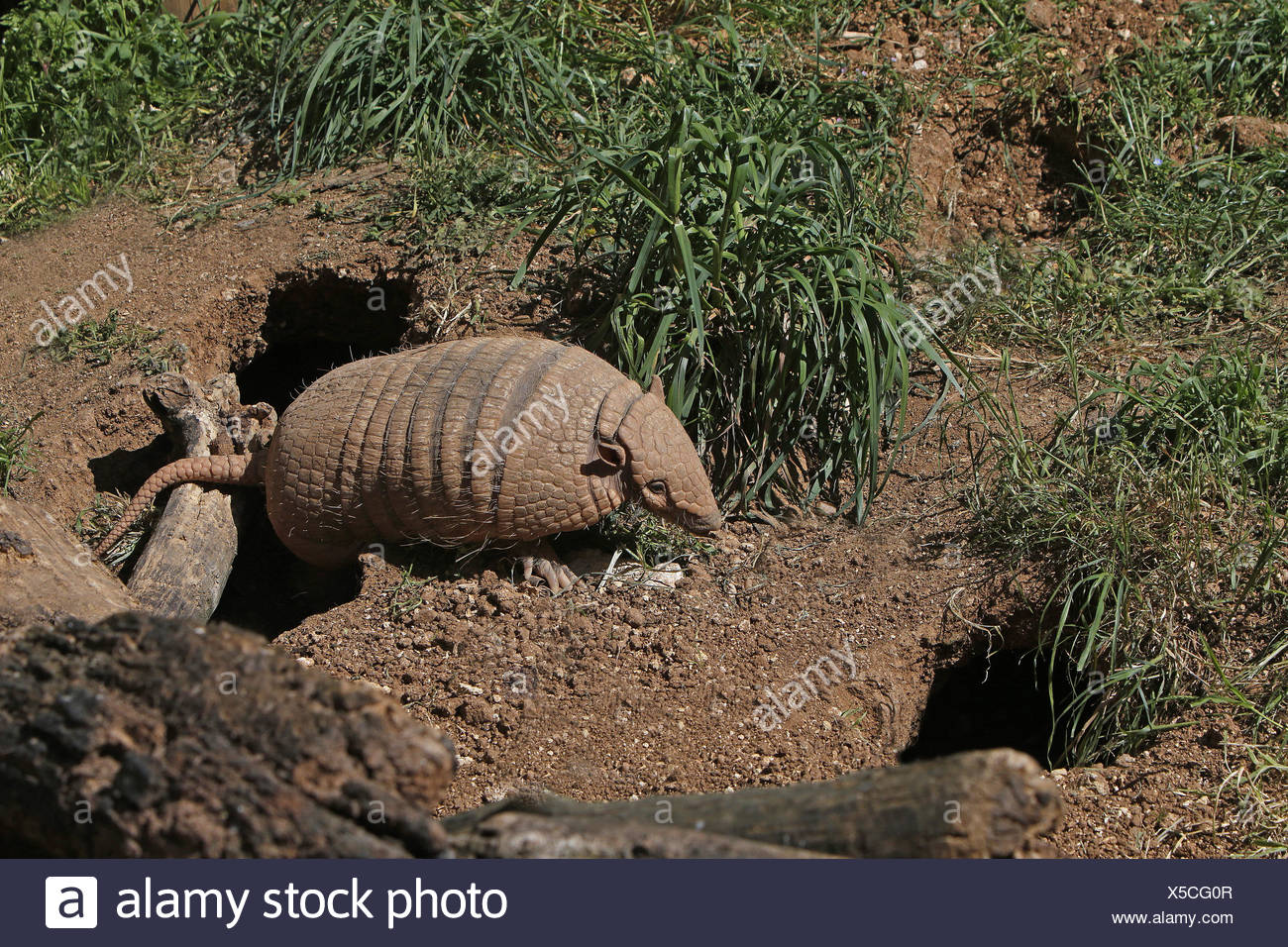 Six Banded Armadillos High Resolution Stock Photography and Images - Alamy