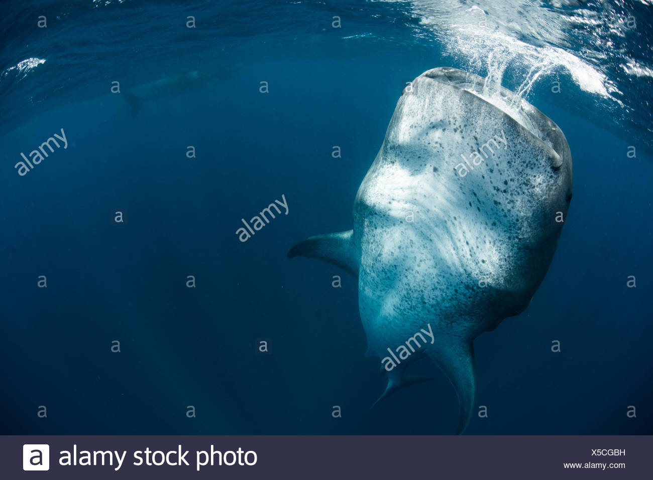 Whale Shark Rhincodon Typus High Resolution Stock Photography and ...