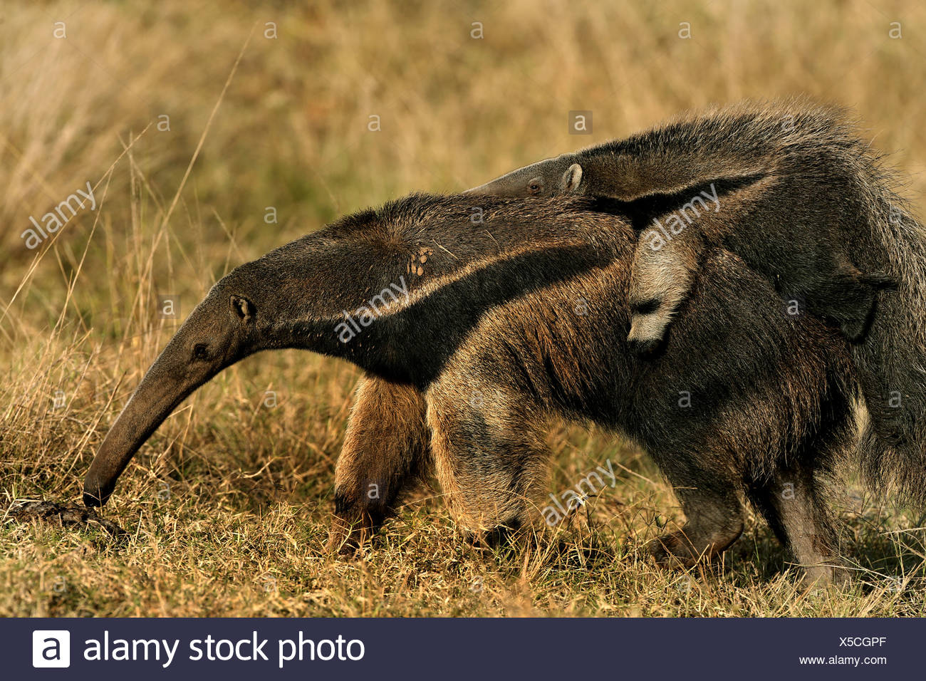 Xenarthrans High Resolution Stock Photography and Images - Alamy