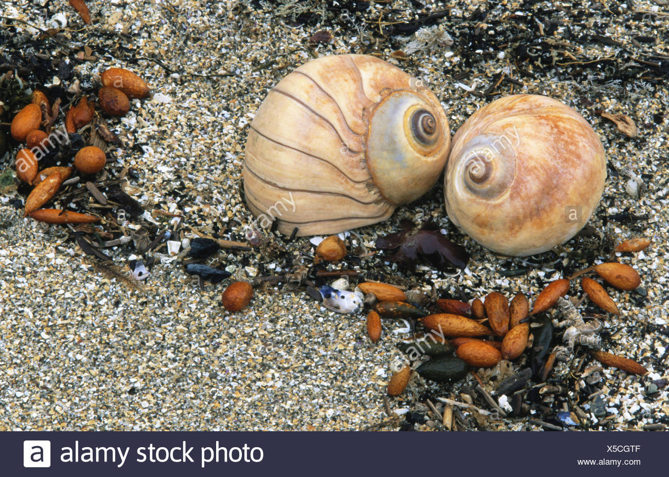 Polinices High Resolution Stock Photography and Images - Alamy