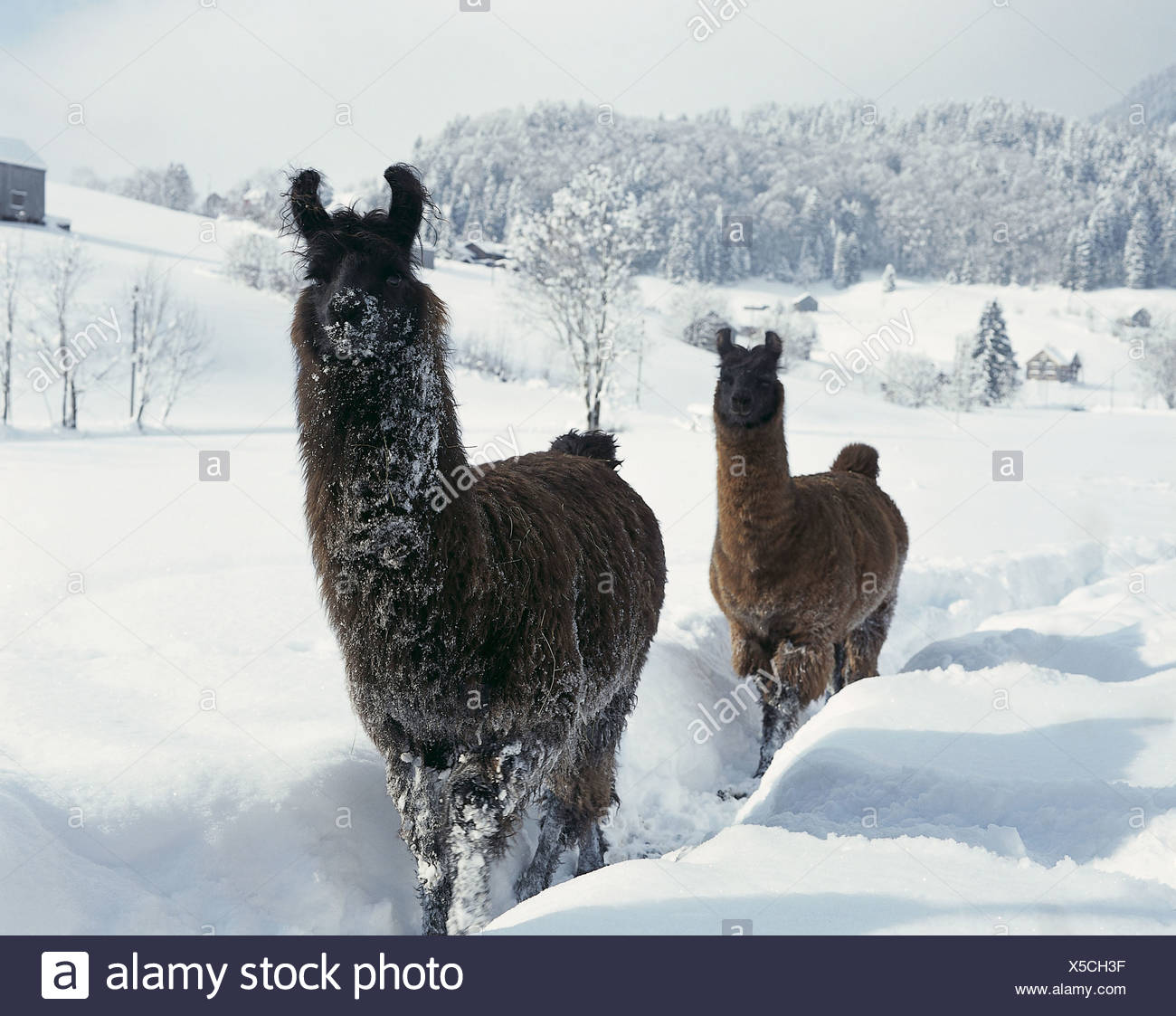 German Silver High Resolution Stock Photography and Images - Alamy
