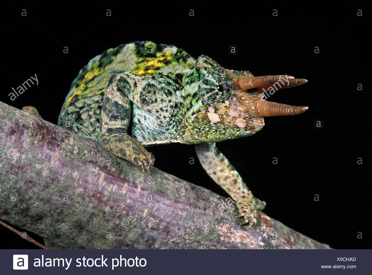 Jacksons Chameleons Stock Photos & Jacksons Chameleons Stock Images - Alamy