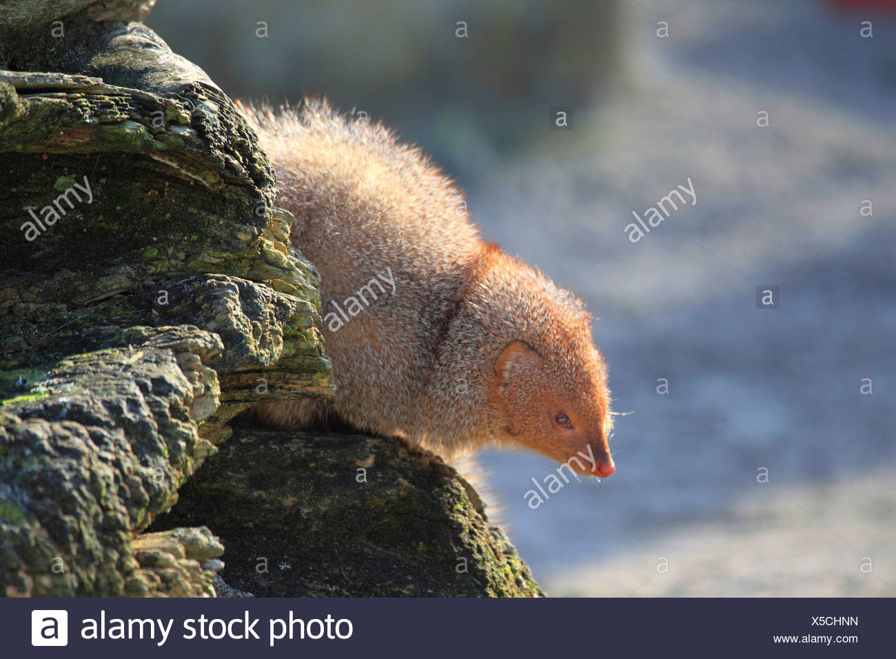 Indian Grey Mongoose High Resolution Stock Photography and Images - Alamy