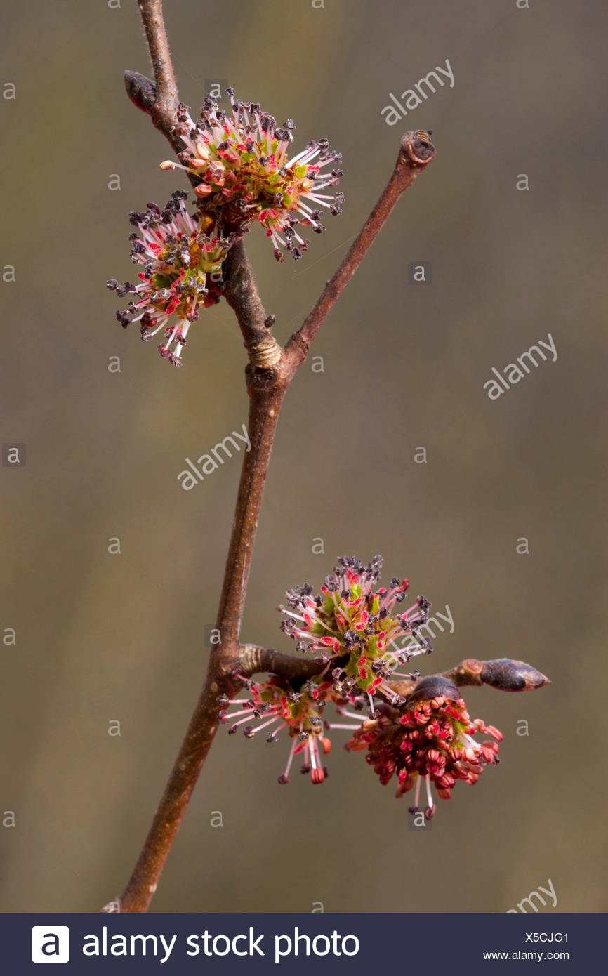 Elm Blossoms High Resolution Stock Photography and Images - Alamy