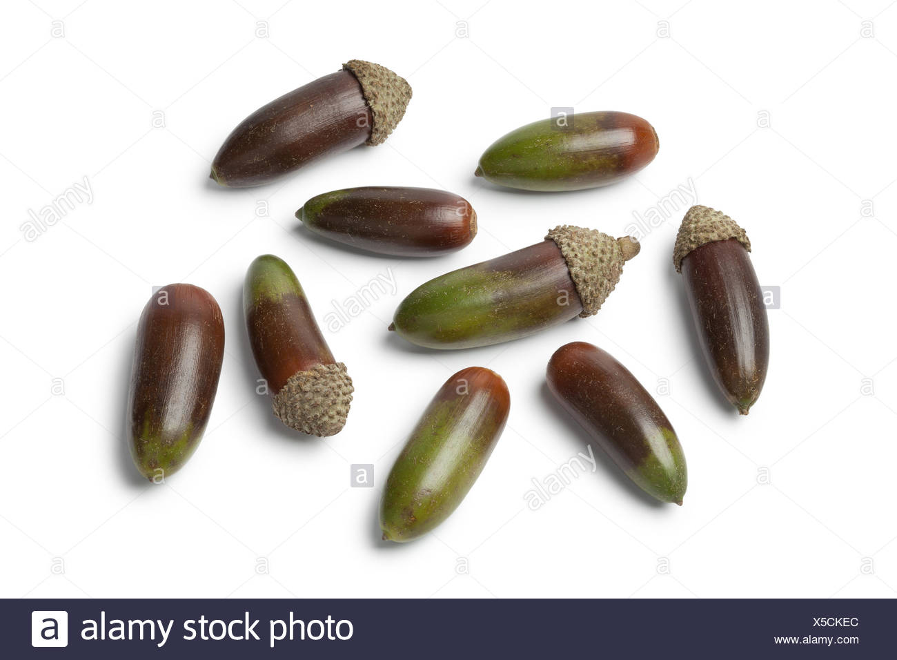 Oak Nuts High Resolution Stock Photography and Images - Alamy