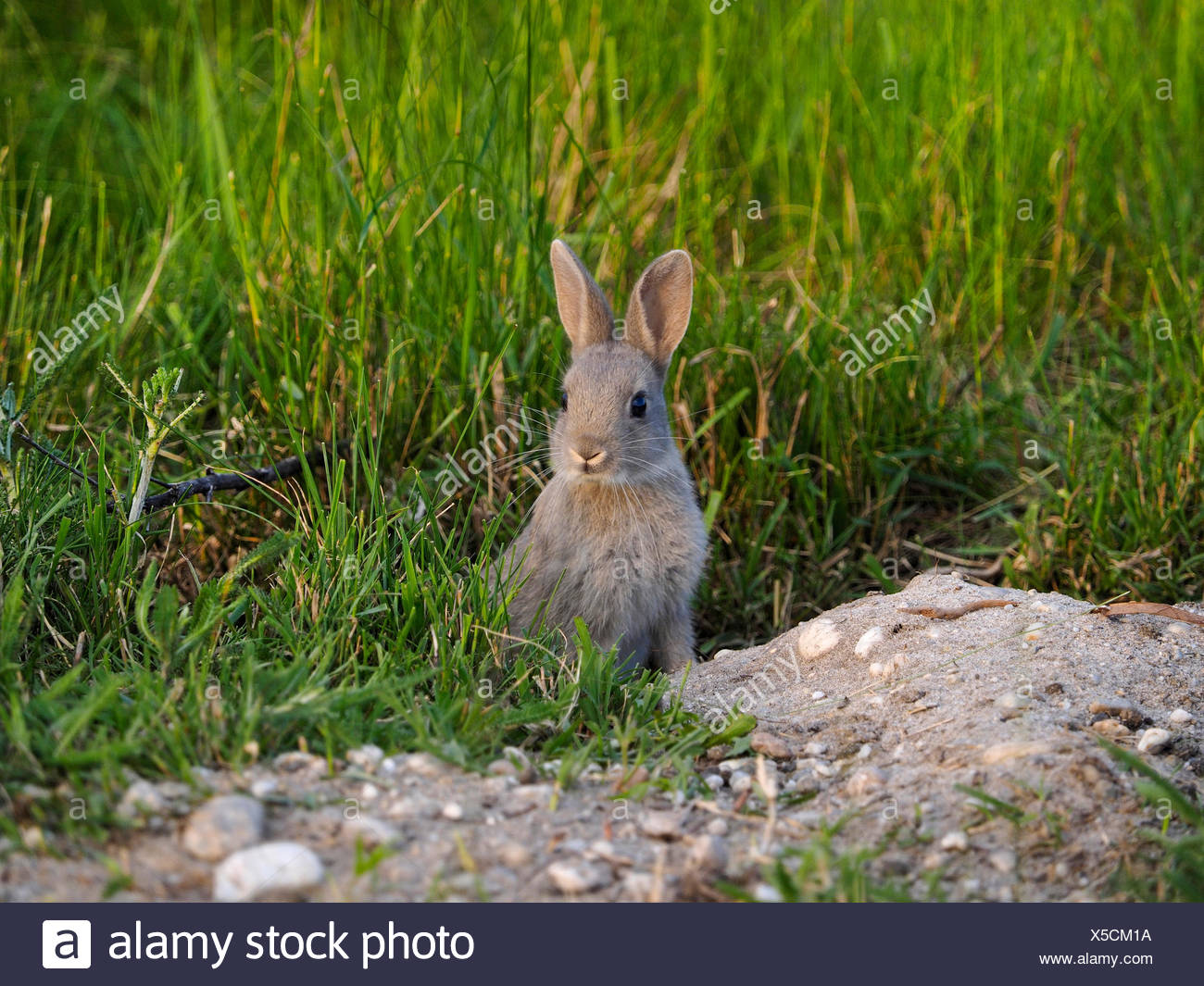 Nature Rabbit Warrens High Resolution Stock Photography and Images - Alamy