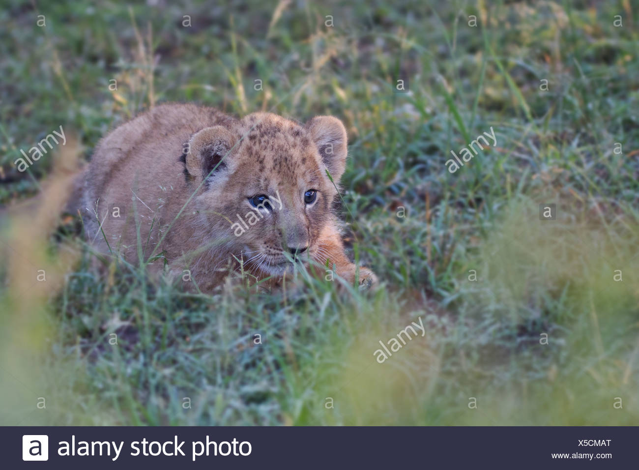 Lion Cub Stalking Stock Photos & Lion Cub Stalking Stock Images - Alamy