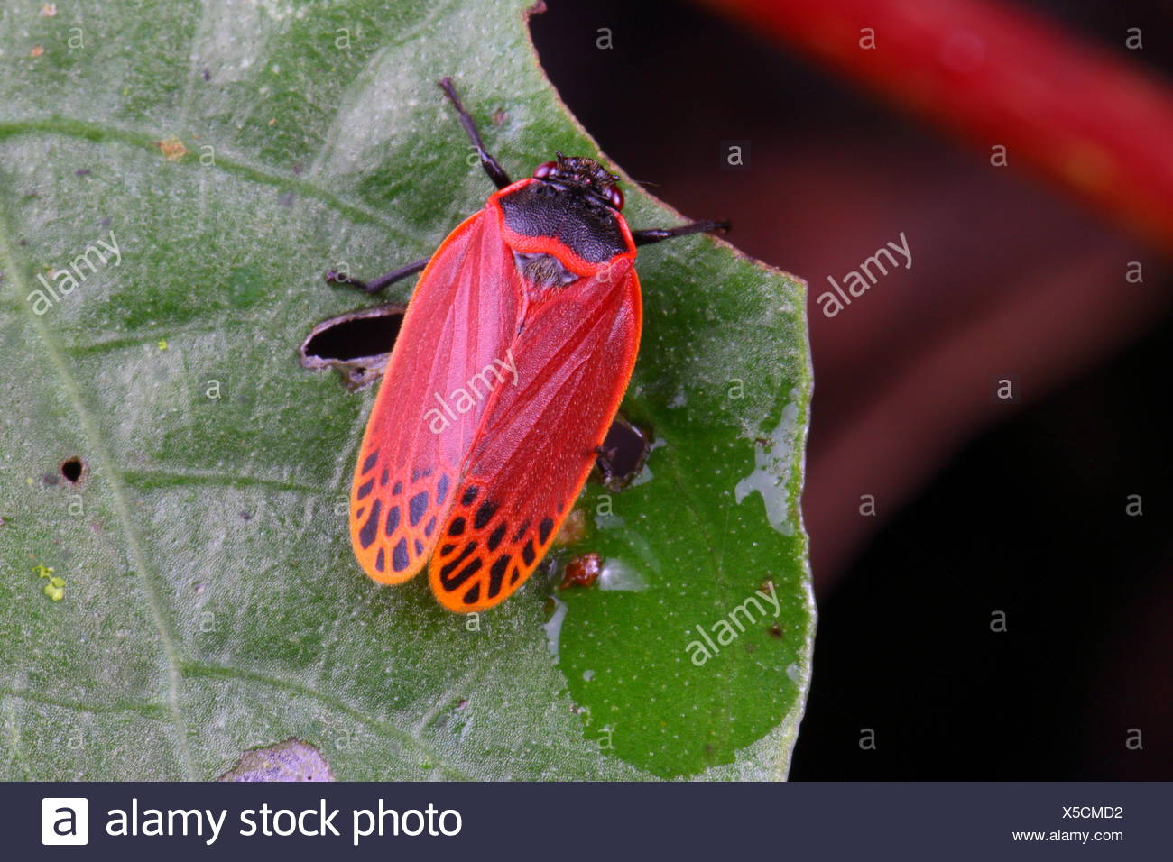 Cercopidae High Resolution Stock Photography and Images - Alamy