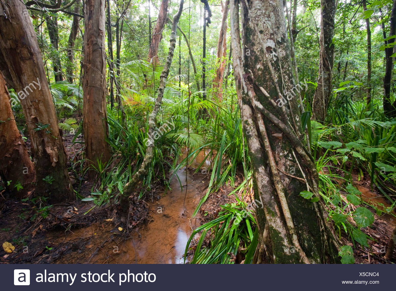 Daintree Rainforest High Resolution Stock Photography and Images - Alamy