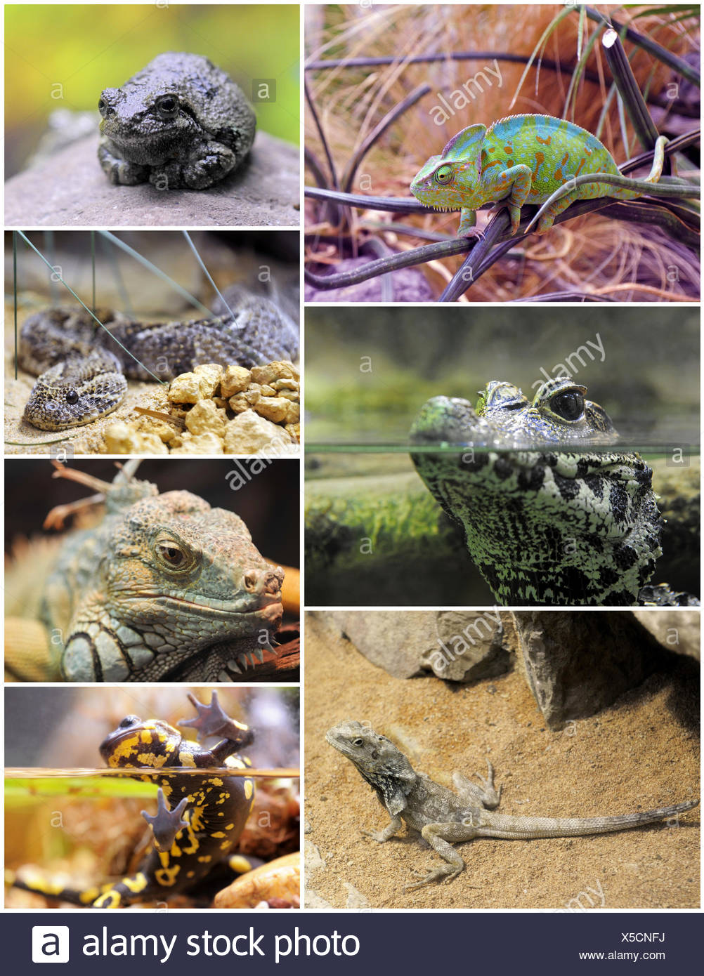 Frog Lizard High Resolution Stock Photography and Images - Alamy