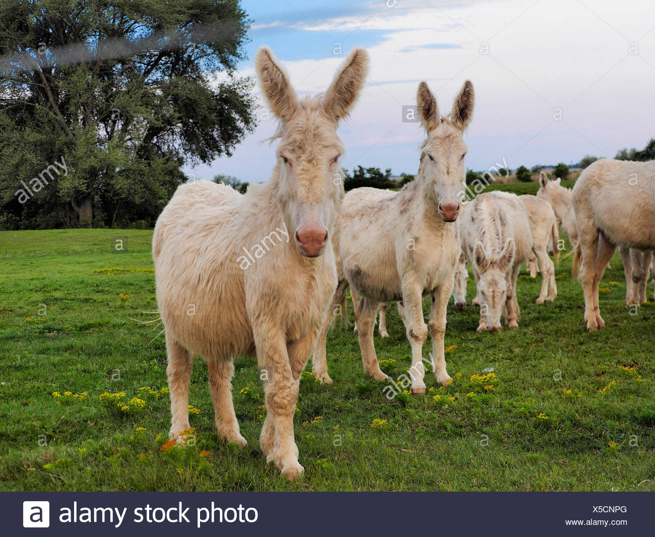 Pferde Esel High Resolution Stock Photography and Images - Alamy
