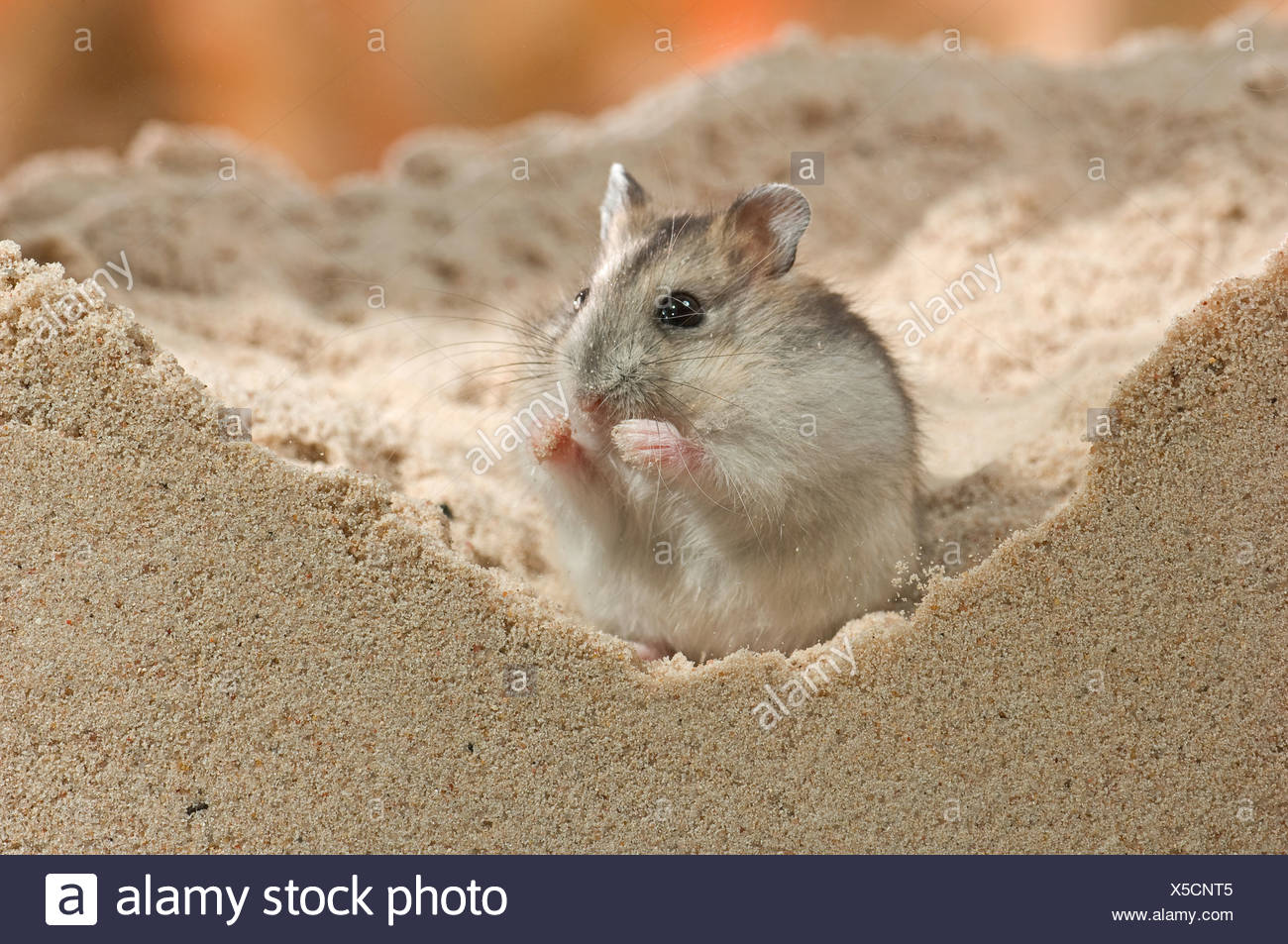Striped Dwarf Hamster High Resolution Stock Photography and Images - Alamy