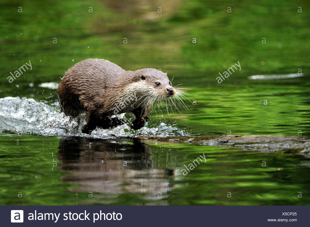 Hairy Nosed High Resolution Stock Photography and Images - Alamy