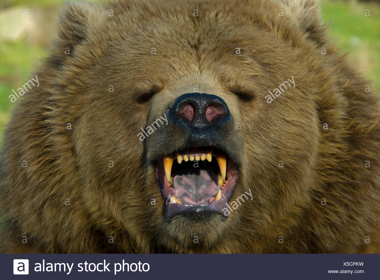 Vicious Bear High Resolution Stock Photography and Images - Alamy