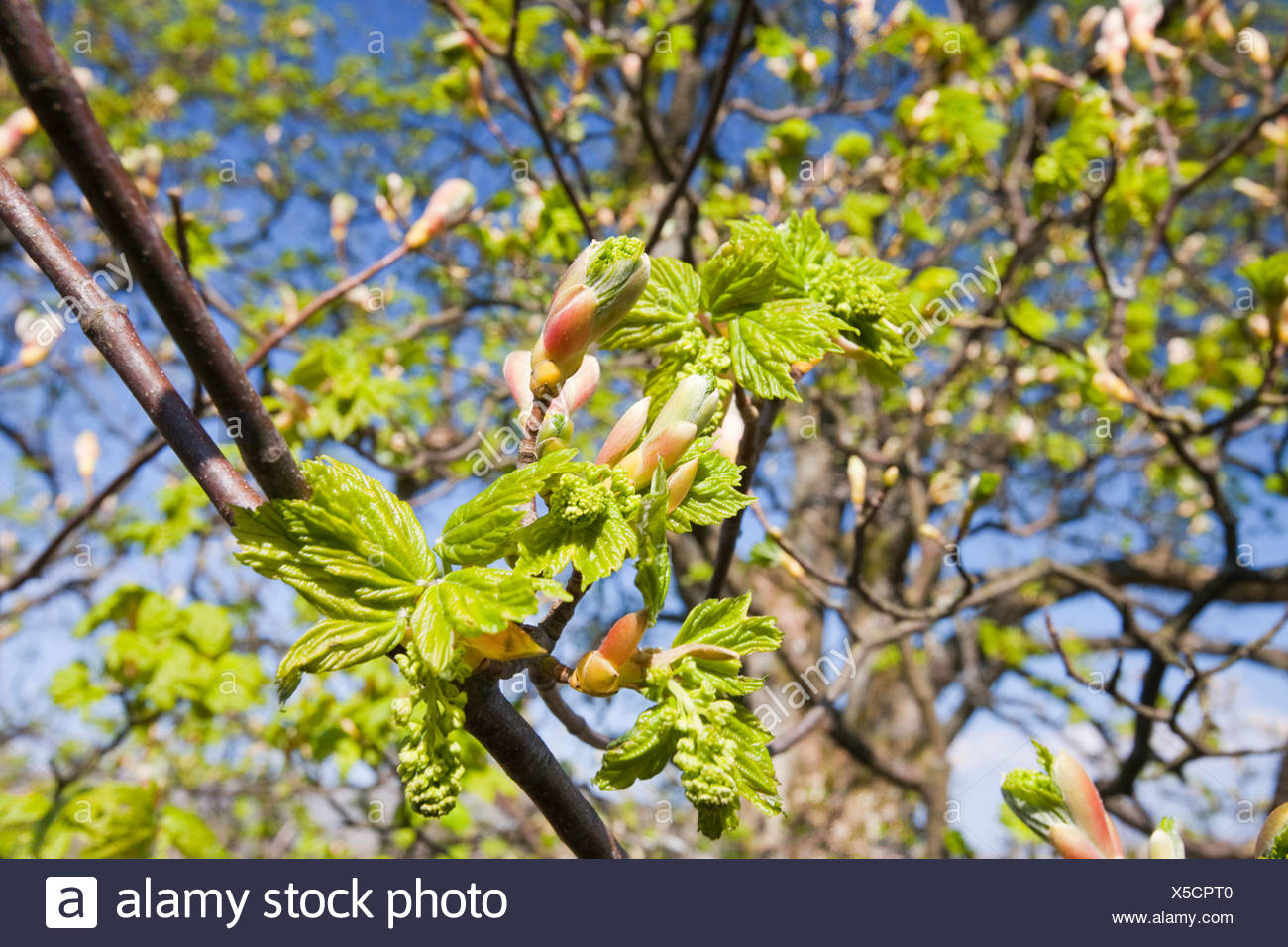 Sycamore Leaves Spring High Resolution Stock Photography and Images - Alamy