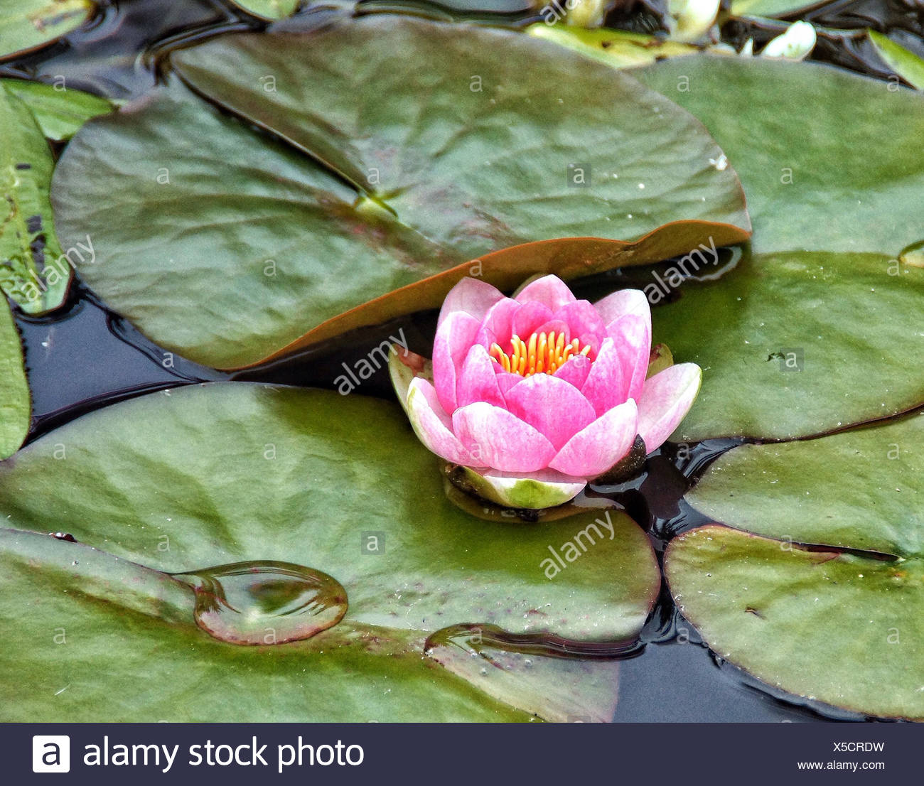 Lotus Flower Meditation Stock Photos & Lotus Flower Meditation Stock ...