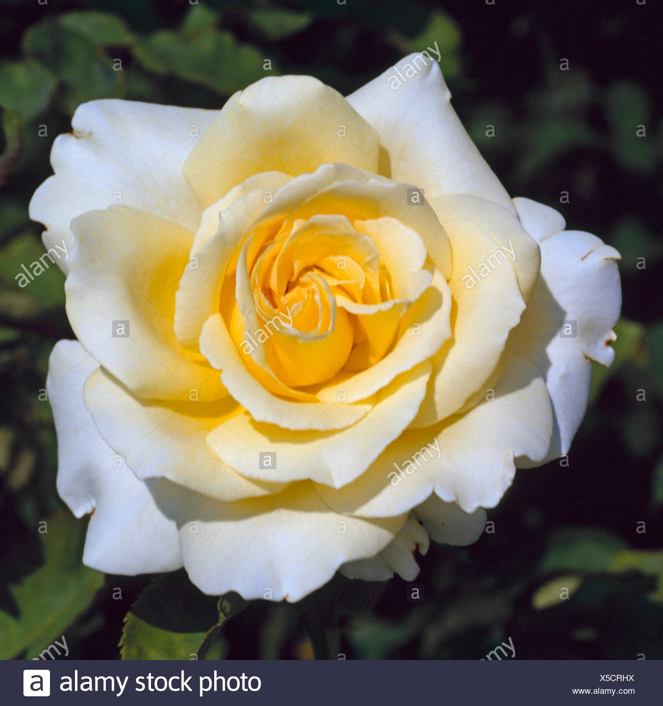 Elina Rose Stock Photos & Elina Rose Stock Images - Alamy