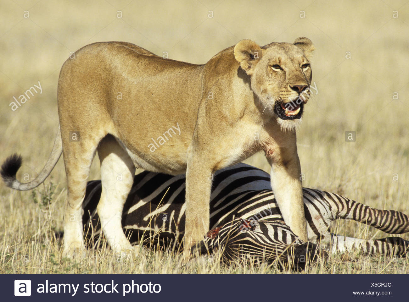 Lion Hunting Zebra Stock Photos & Lion Hunting Zebra Stock Images - Alamy