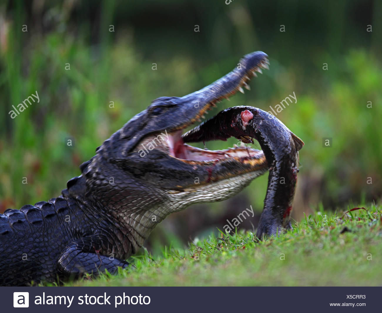 Big Head Fish High Resolution Stock Photography and Images - Alamy