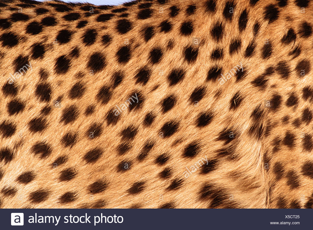 Cheetah Skin High Resolution Stock Photography and Images - Alamy