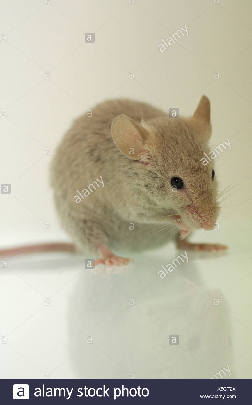 Mouse Grooming Stock Photos & Mouse Grooming Stock Images - Alamy