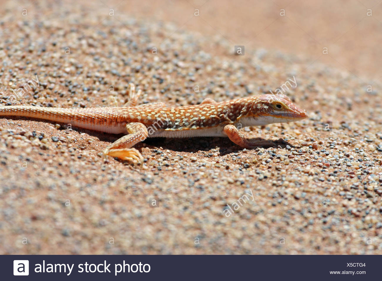 Namib Sanddiver Aporosaura Anchietae Stock Photos & Namib Sanddiver ...
