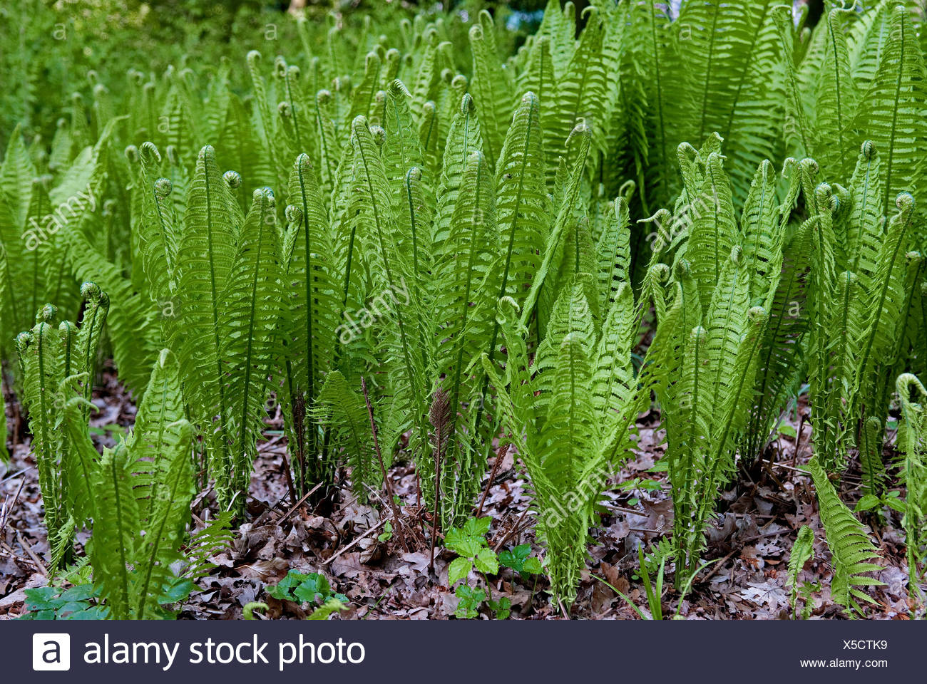 Male Ferns High Resolution Stock Photography and Images - Alamy