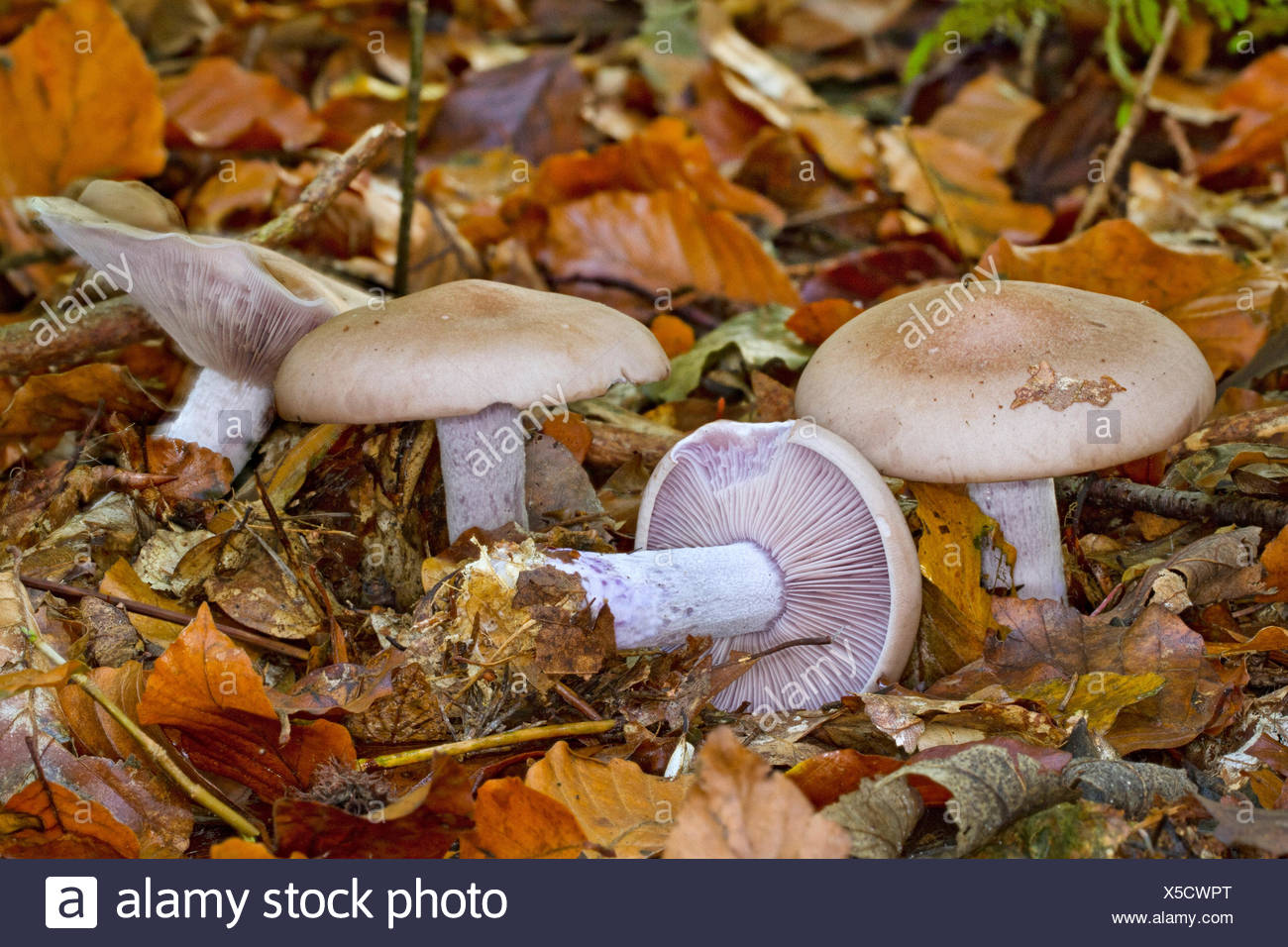 Blue Stalk Mushroom High Resolution Stock Photography and Images - Alamy