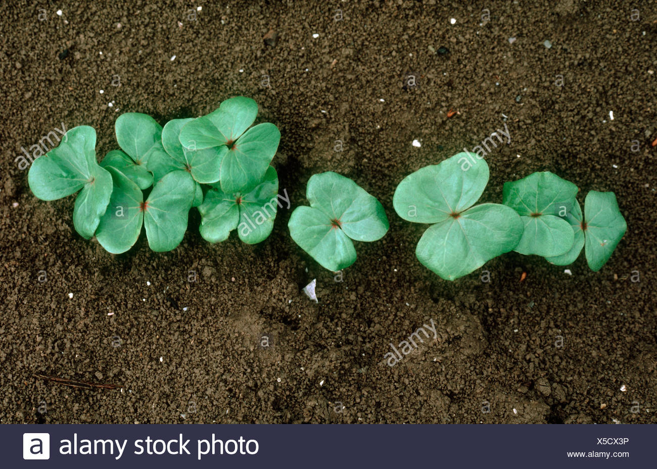Cotton Stock Photos & Cotton Stock Images - Alamy