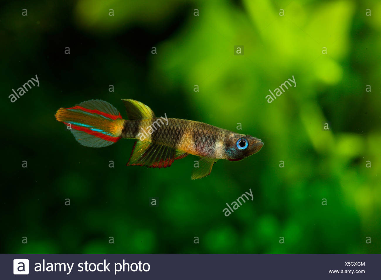 Killi Fish High Resolution Stock Photography and Images - Alamy