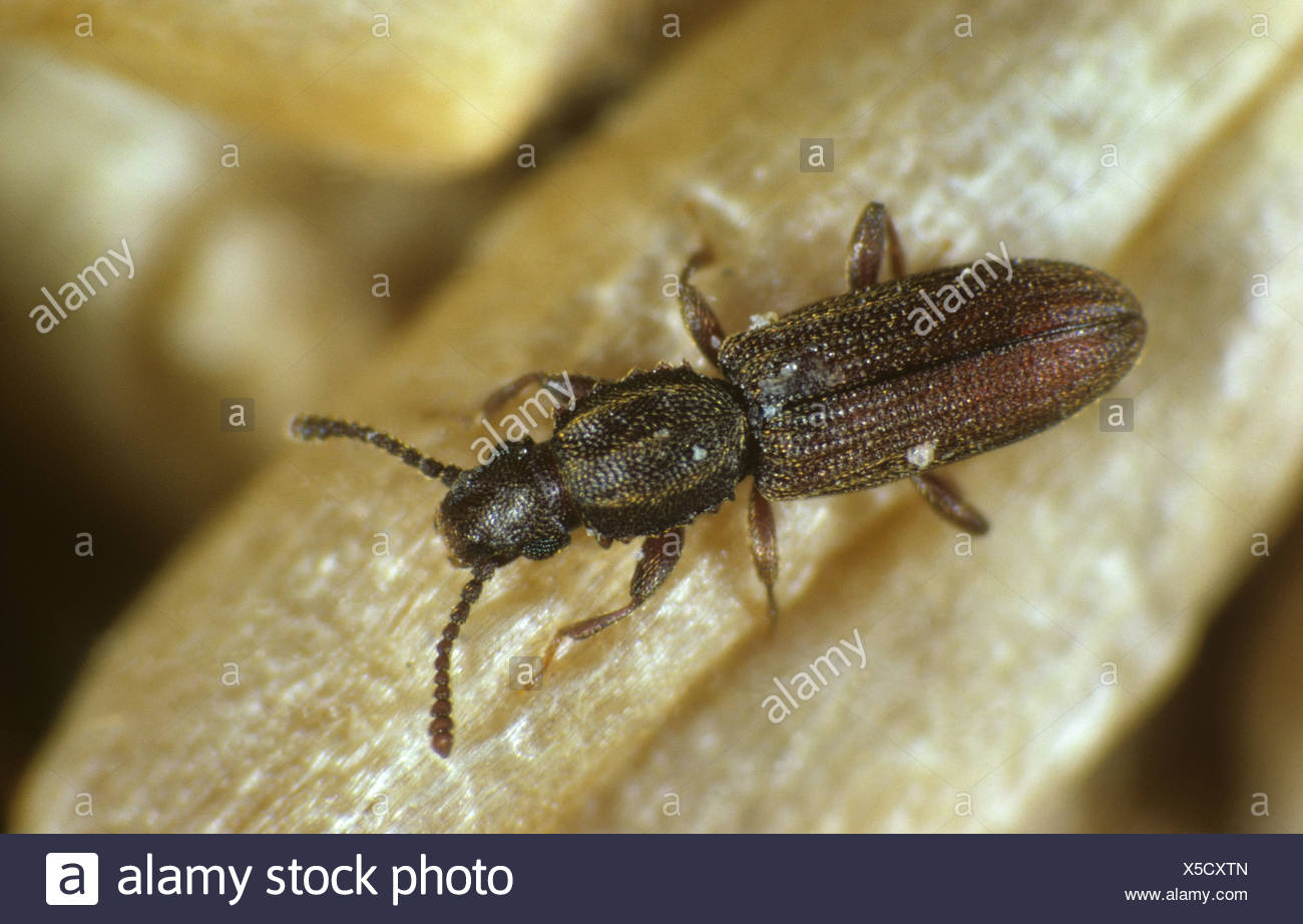 Grain Store Uk Farm High Resolution Stock Photography and Images - Alamy