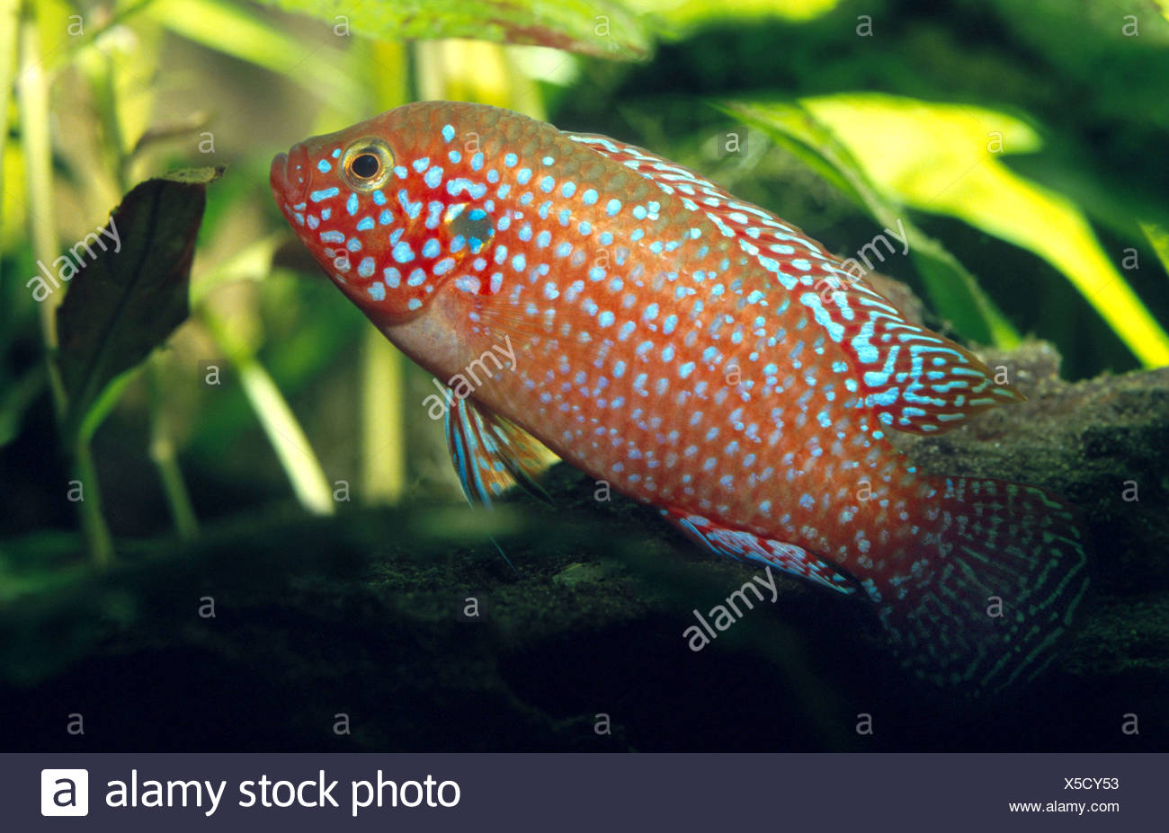 Red Jewel Fish Stock Photos & Red Jewel Fish Stock Images - Alamy