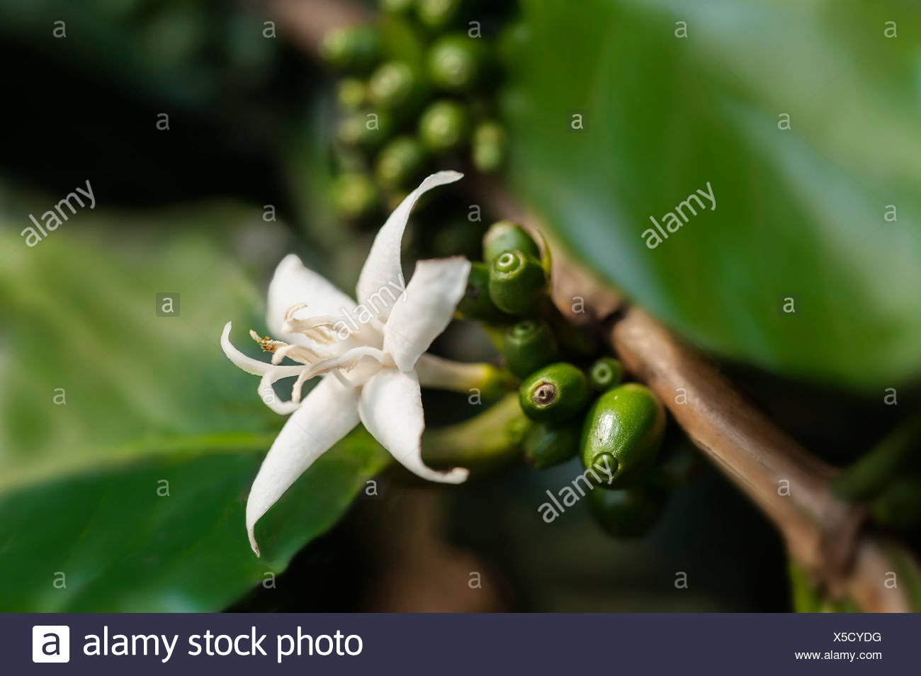 Yemen National Flower High Resolution Stock Photography and Images - Alamy