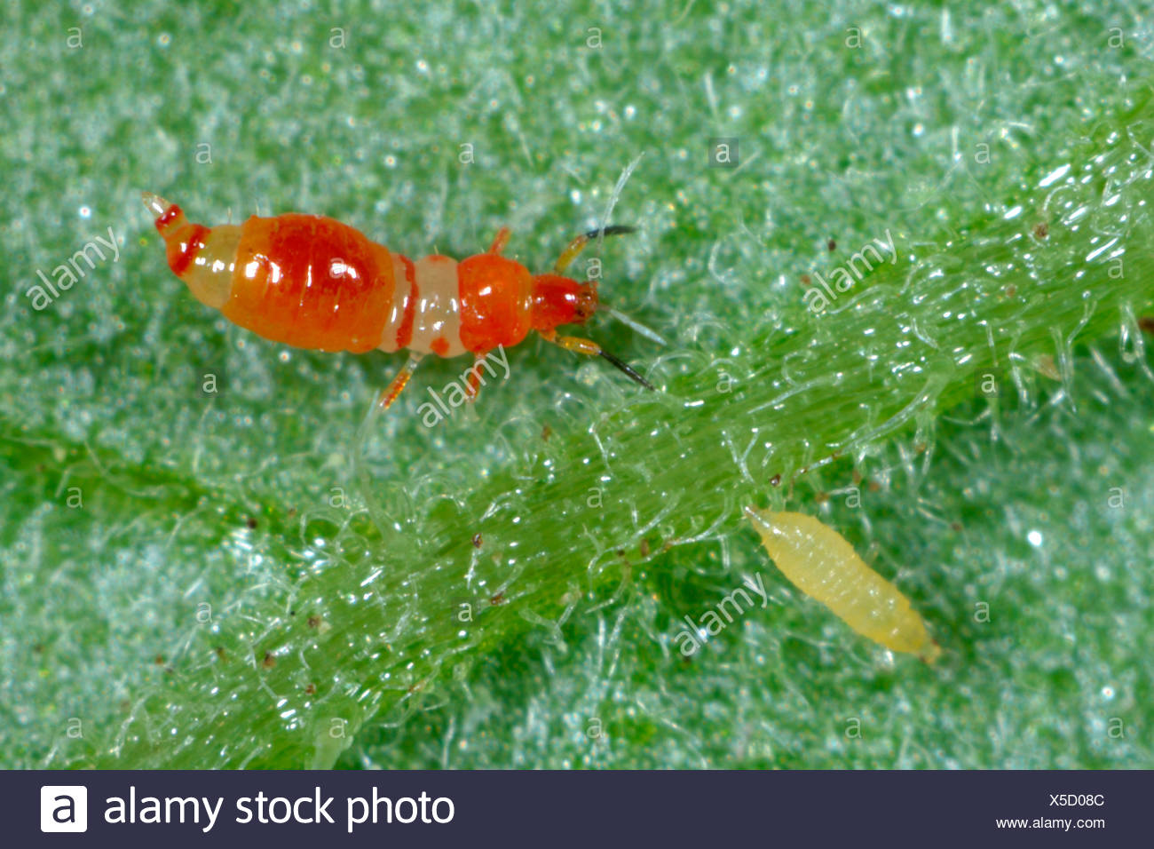 Western Flower Thrip Frankliniella Occidentalis High Resolution Stock ...