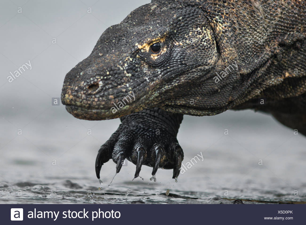 Dragon Foot Claws High Resolution Stock Photography and Images - Alamy