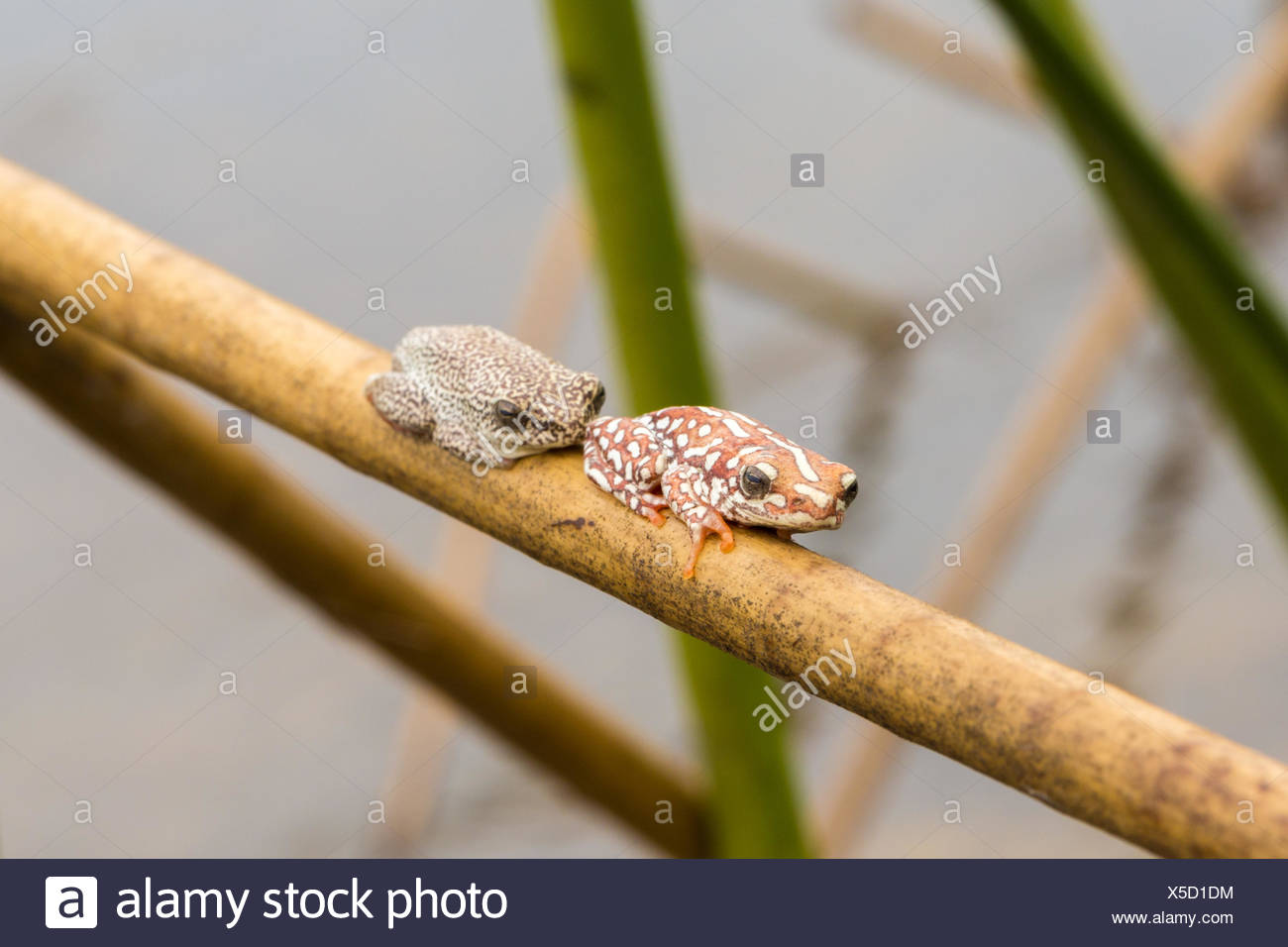 Reed Frogs High Resolution Stock Photography and Images - Alamy